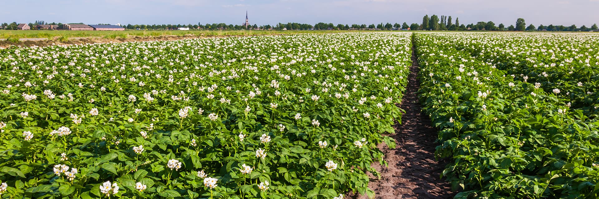 Nichino Europe Limited | Crop Protection | Pest Control | Pesticides